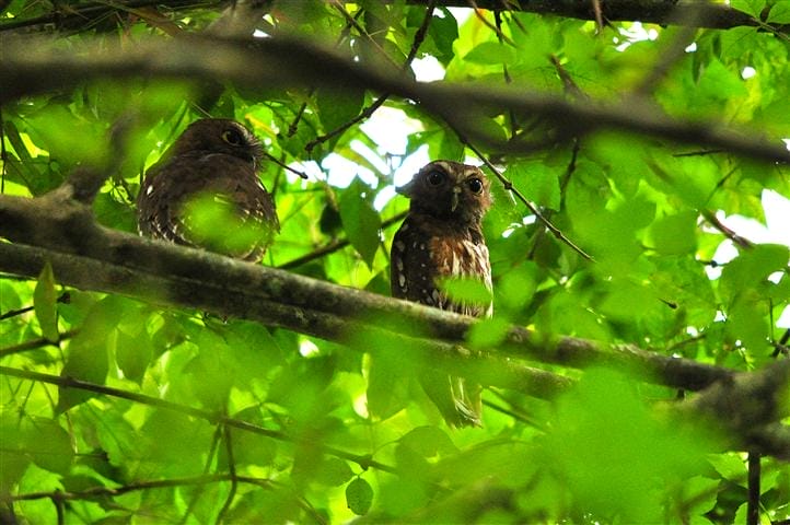 Birdwatching 101: Taxonomy and Bird Names – Wild Bird Club of the ...