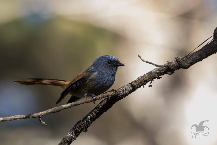 Gallery 7 – Wild Bird Club of the Philippines