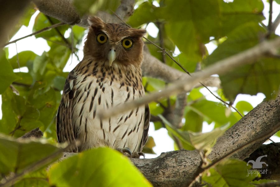 Gallery 4 – Wild Bird Club of the Philippines