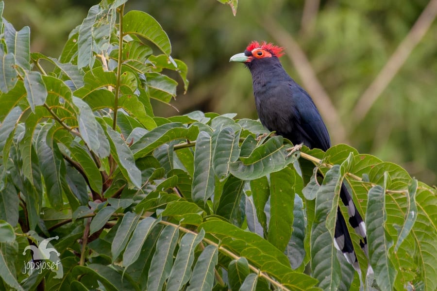 Gallery 1 – Wild Bird Club of the Philippines