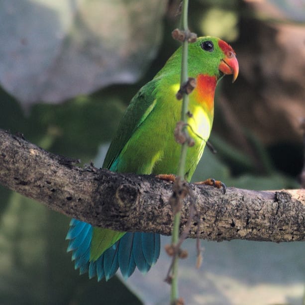 Home – Wild Bird Club of the Philippines