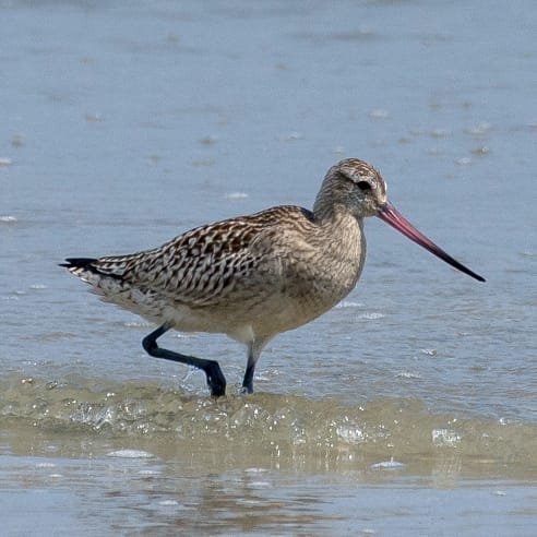 Home – Wild Bird Club of the Philippines