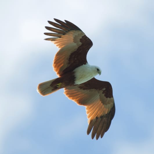 Home – Wild Bird Club of the Philippines