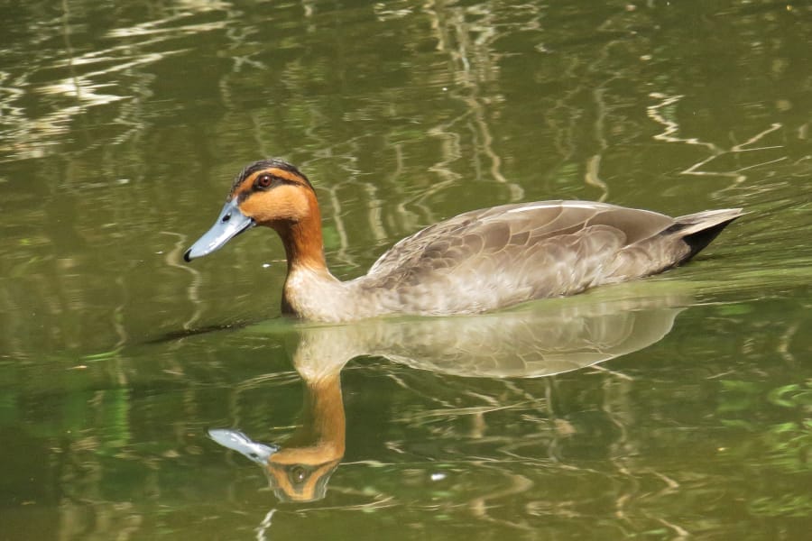 Gallery 1 – Wild Bird Club of the Philippines