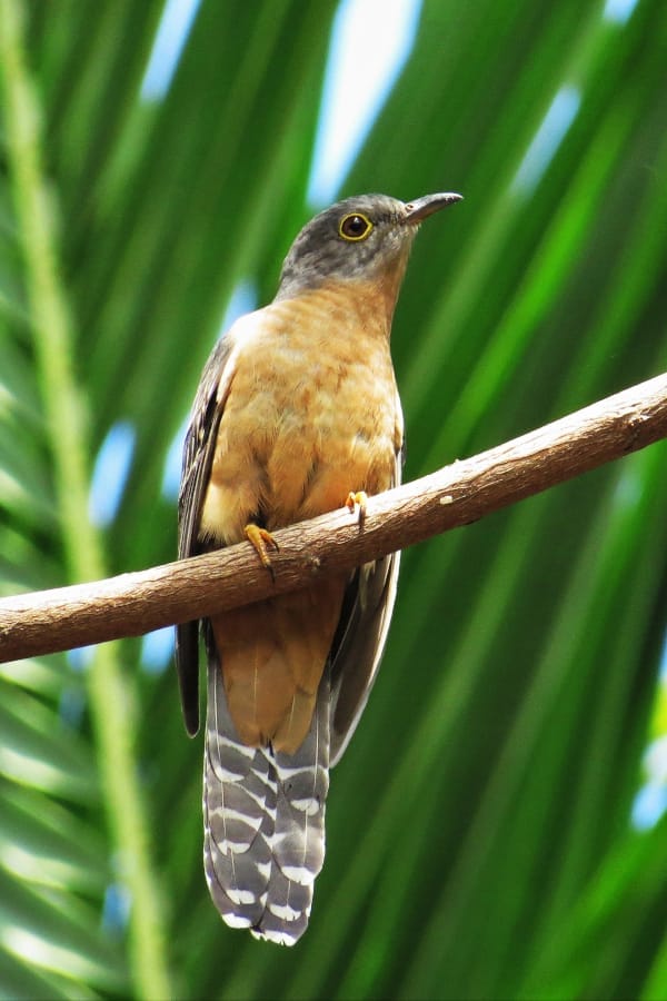 Gallery 1 – Wild Bird Club of the Philippines