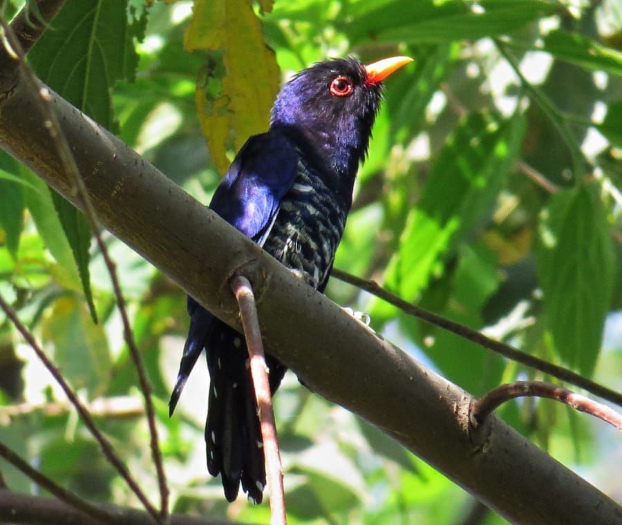 Gallery 1 – Wild Bird Club of the Philippines