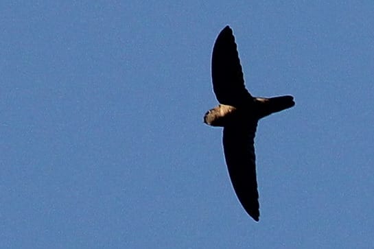 Gallery 1 – Wild Bird Club of the Philippines