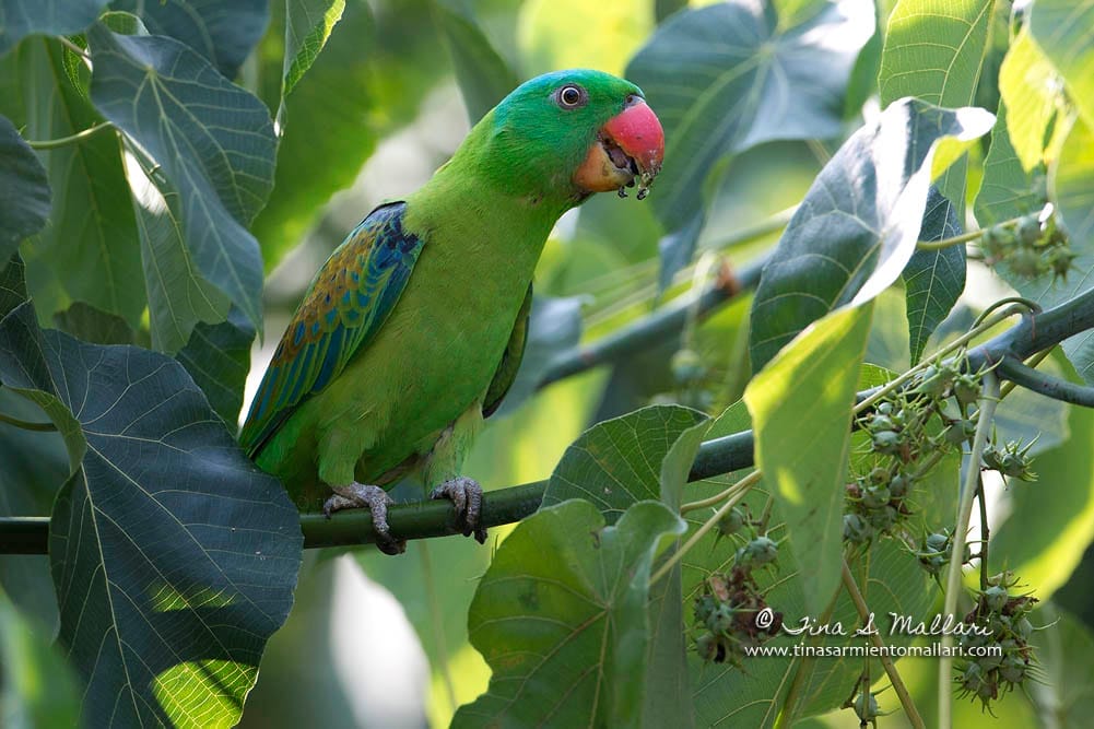 Gallery 5 – Wild Bird Club of the Philippines