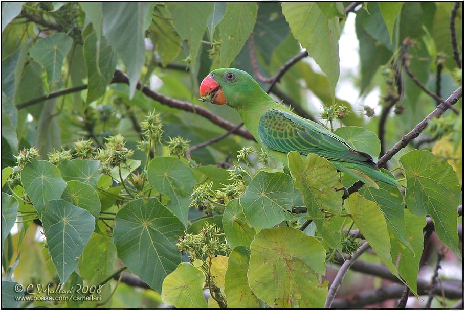 Gallery 5 – Wild Bird Club of the Philippines
