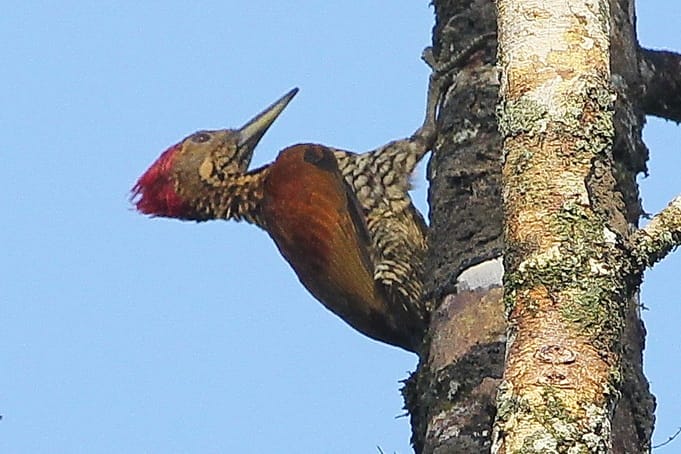 Gallery 5 – Wild Bird Club of the Philippines