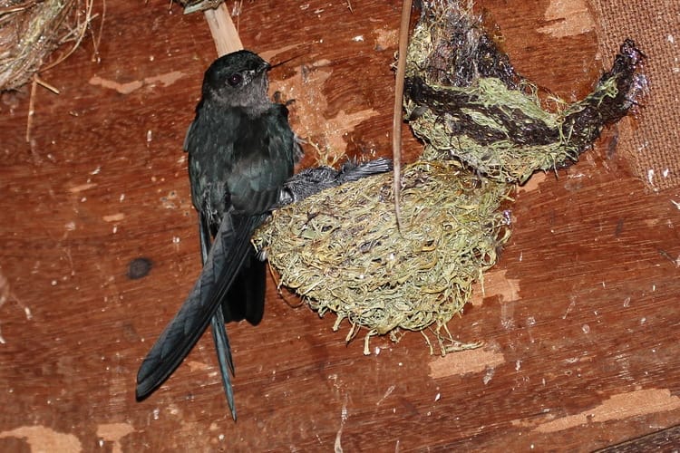 Gallery 1 – Wild Bird Club of the Philippines