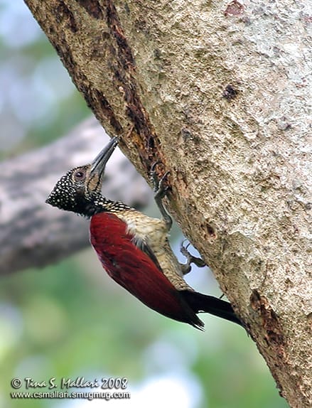 Gallery 5 – Wild Bird Club of the Philippines