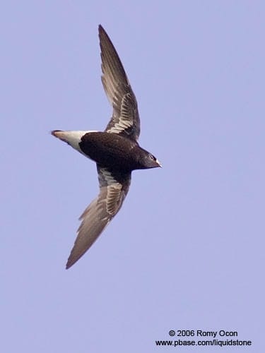 Gallery 1 – Wild Bird Club of the Philippines