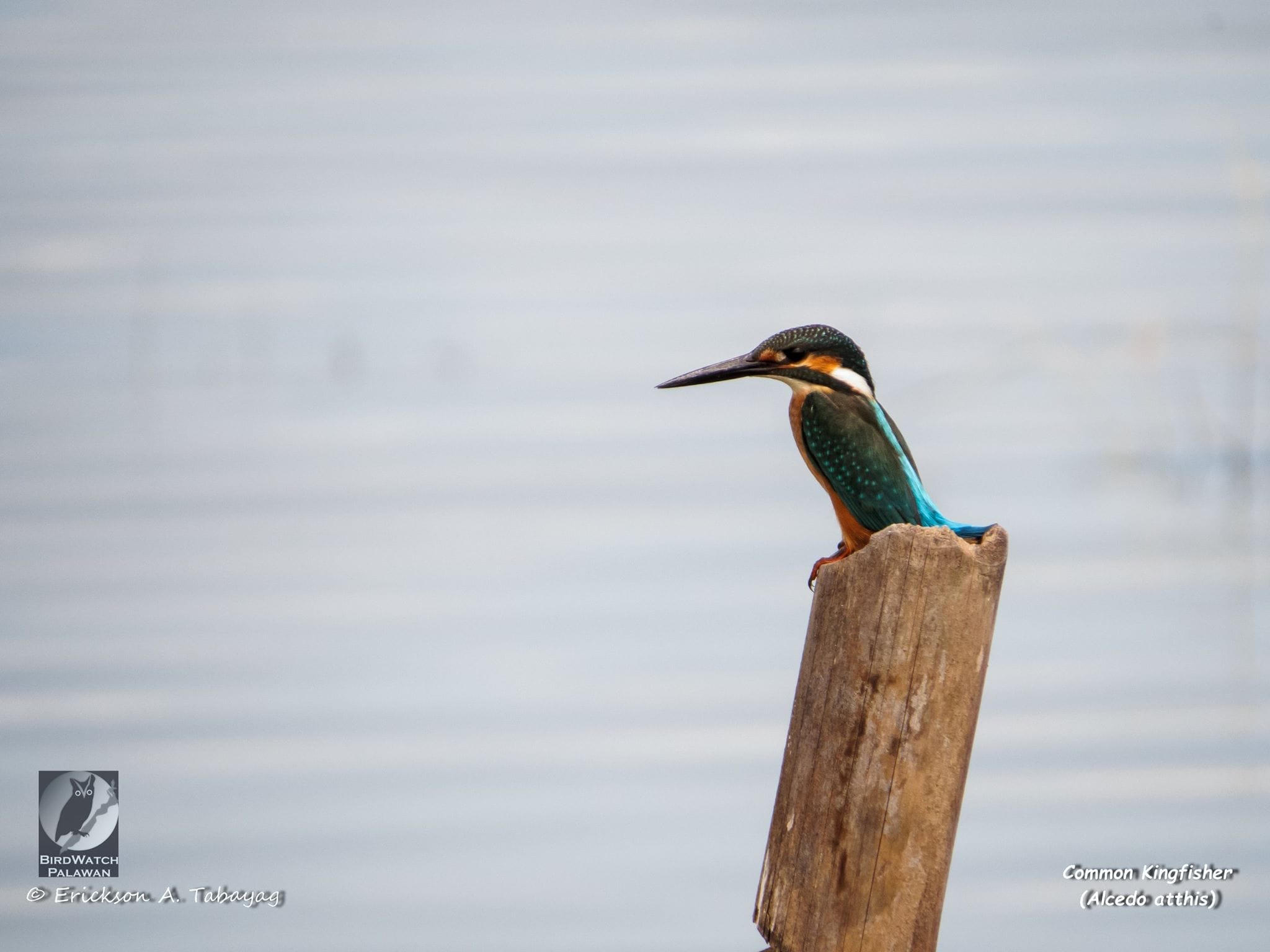 5 Most Common Urban Migratory Birds in the Philippines – Wild Bird Club ...