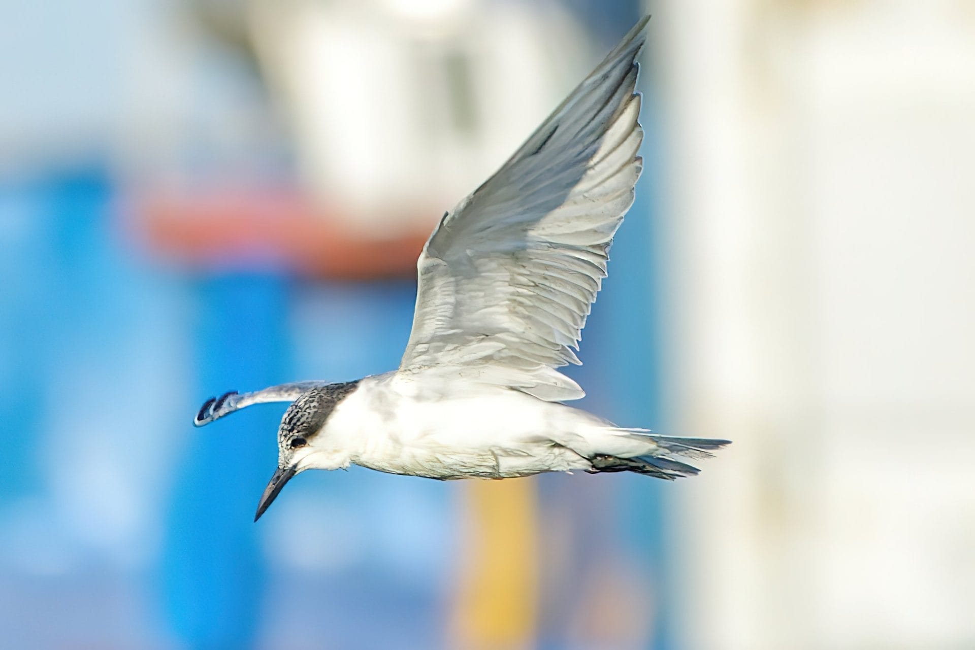 5 Most Common Urban Migratory Birds in the Philippines – Wild Bird Club ...