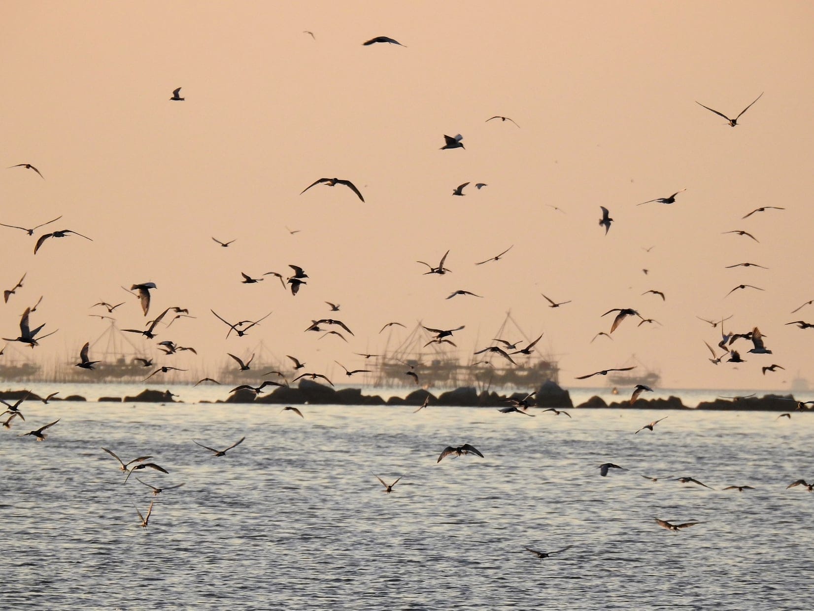 5 Most Common Urban Migratory Birds in the Philippines – Wild Bird Club ...