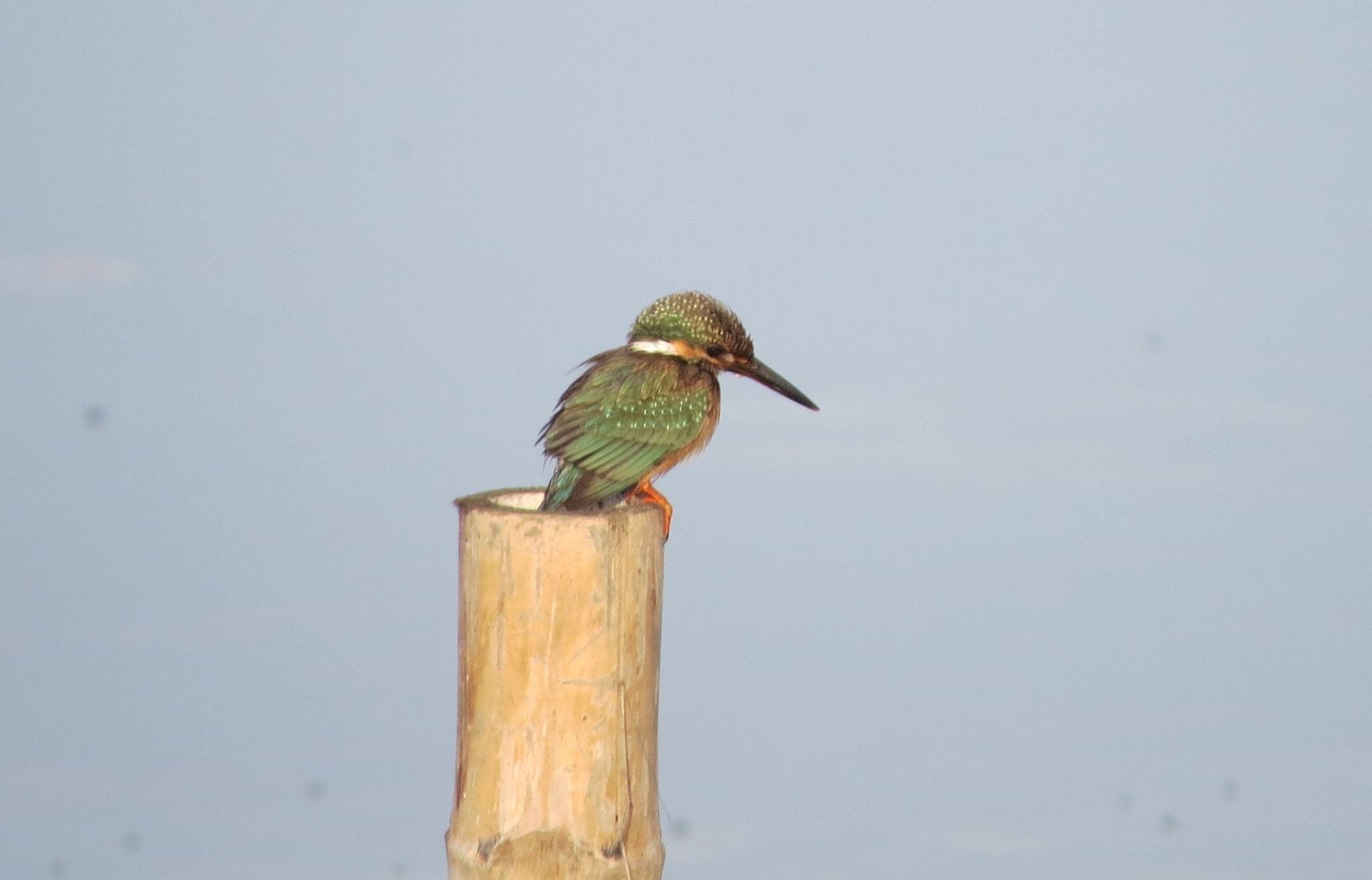 5 Most Common Urban Migratory Birds in the Philippines – Wild Bird Club ...